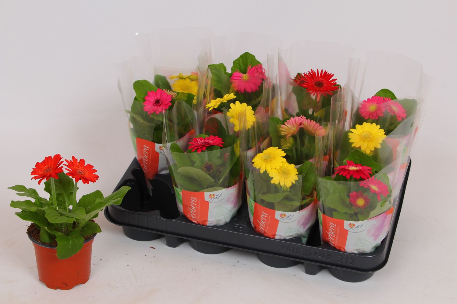 Gerbera MIX — Plant Wholesale FlorAccess