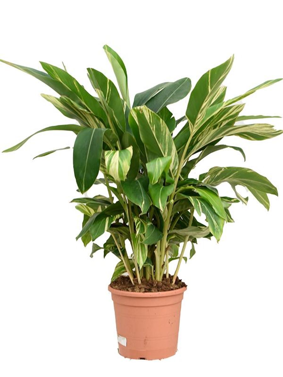 Alpinia zerumbet 'Variegata' — Plant Wholesale FlorAccess