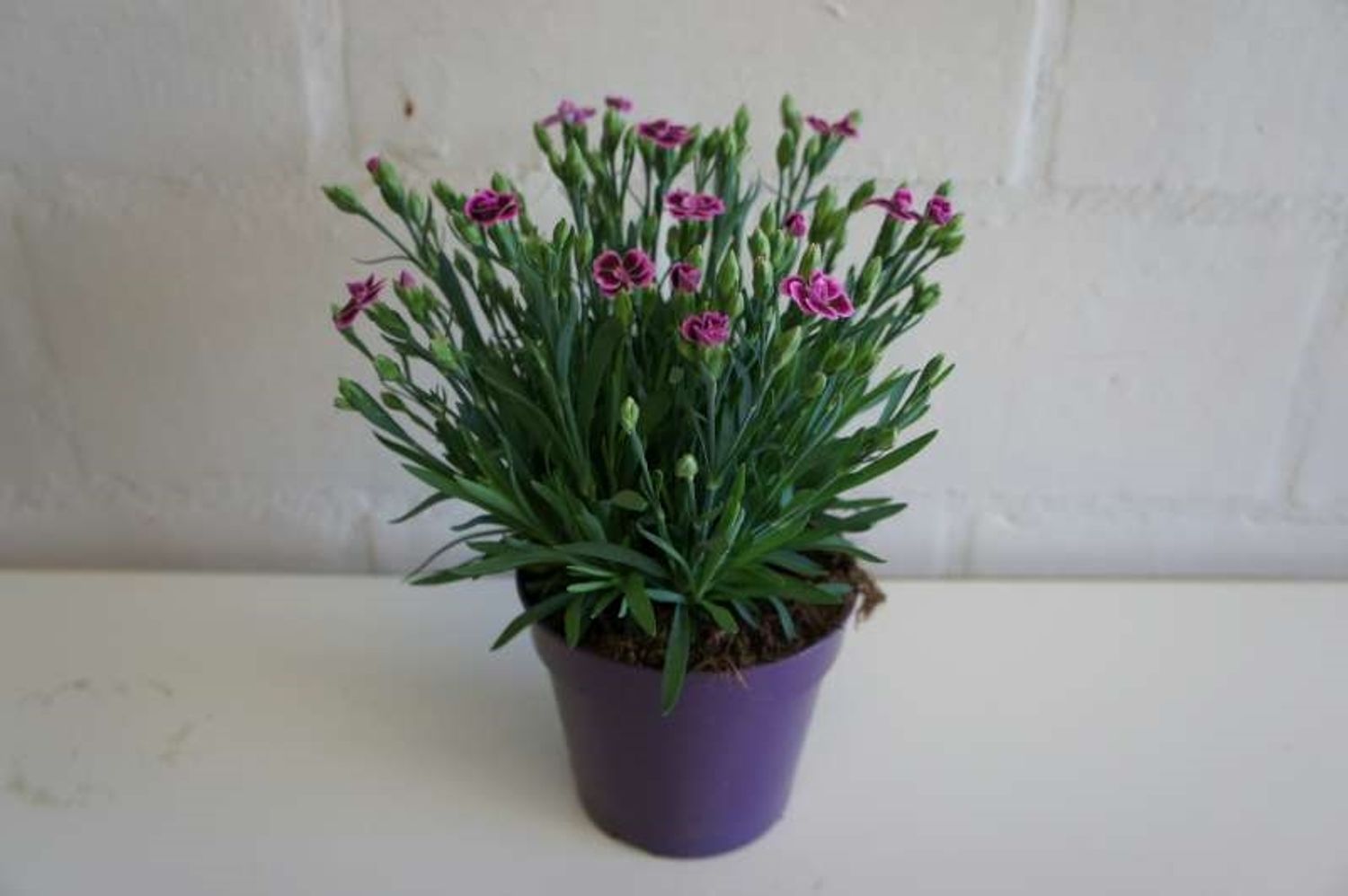 Dianthus PINK KISSES — Plant Wholesale FlorAccess