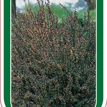 Berberis thunbergii 'Red Pillar' — Plant Wholesale FlorAccess