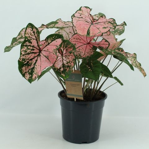 Caladium 'Pink Splash' — Рослини оптом FlorAccess