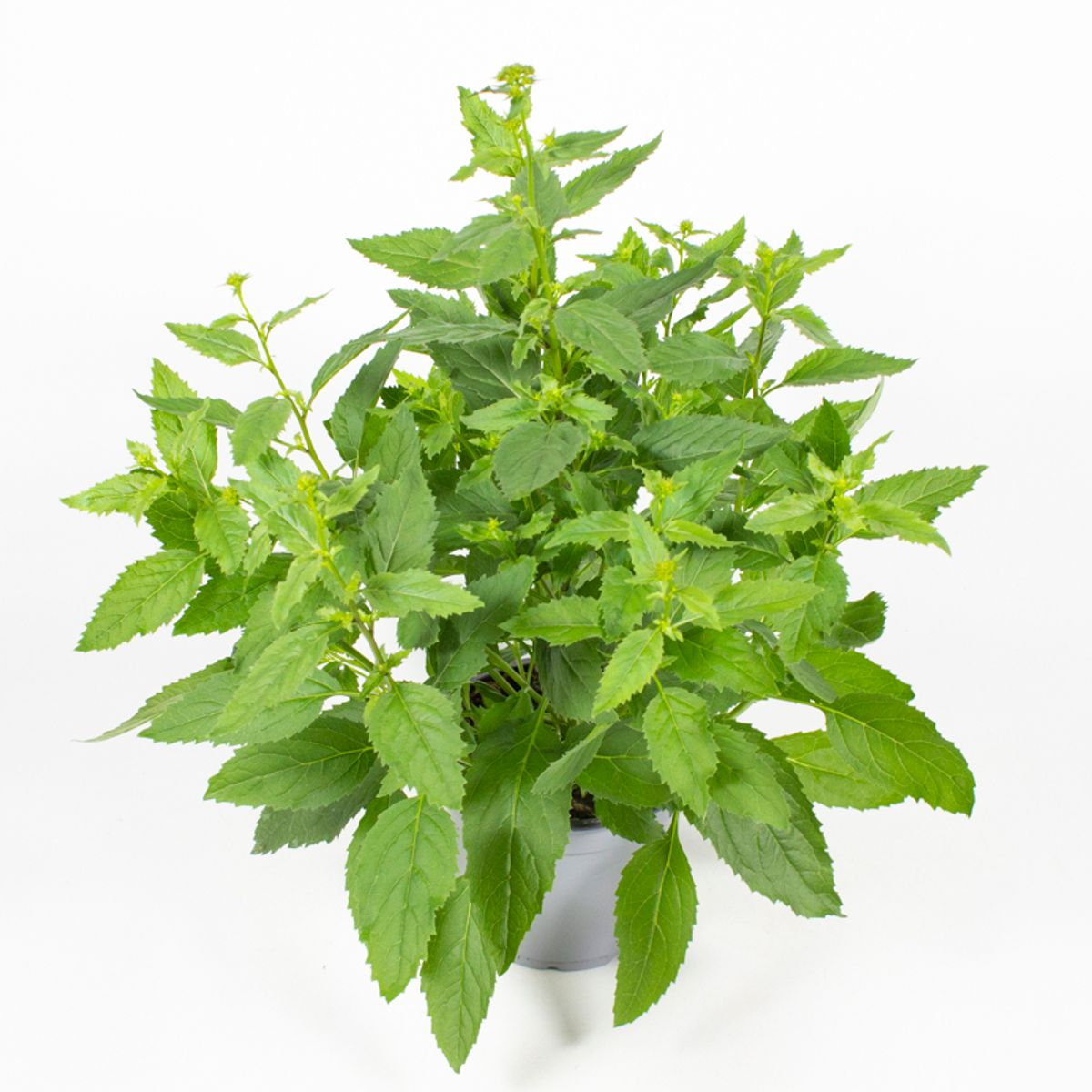Trachelium caeruleum — Plant Wholesale FlorAccess