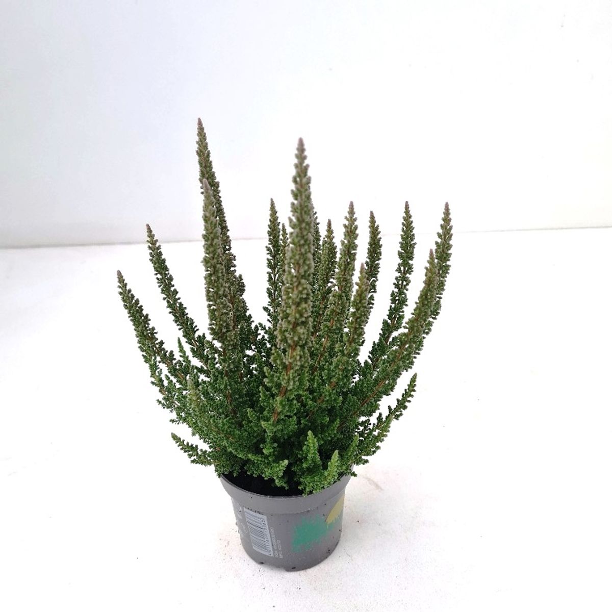 Calluna vulgaris SKYLINE COLOGNE — Plant Wholesale FlorAccess