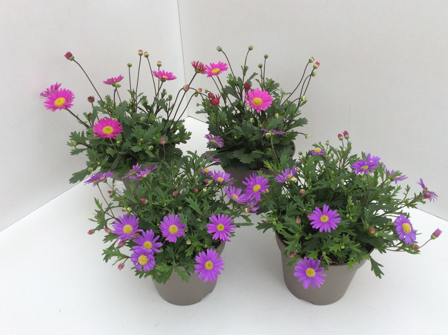 Brachyscome multifida MIX — Plant Wholesale FlorAccess