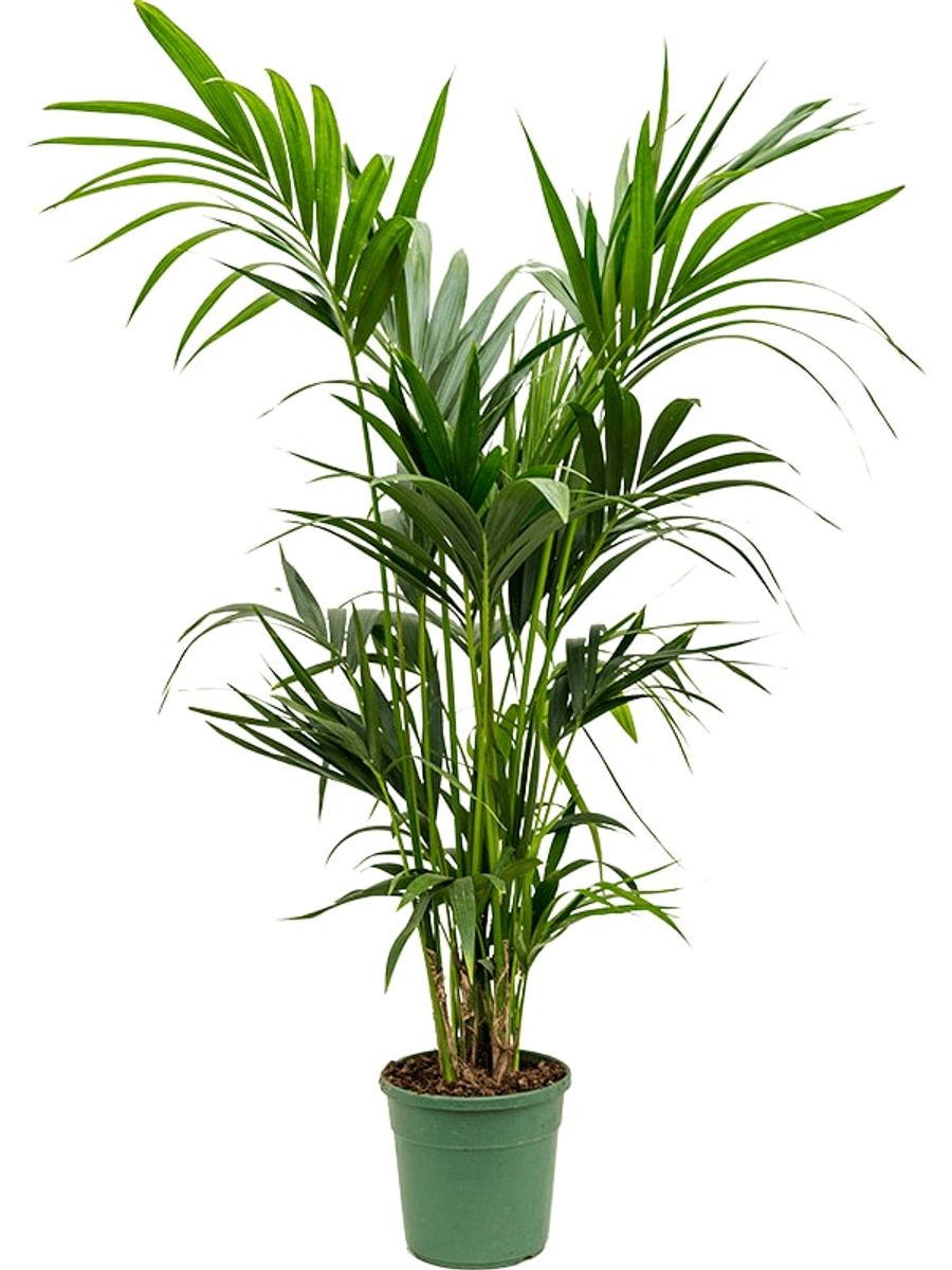 Howea forsteriana — Plant Wholesale FlorAccess