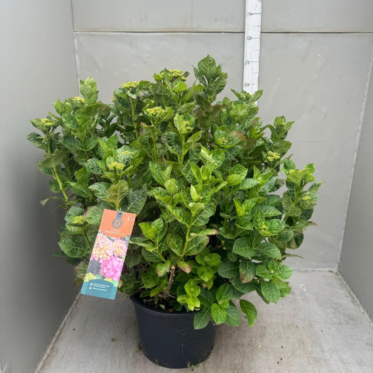 Hydrangea macrophylla MAGICAL CORAL — Plant Wholesale FlorAccess