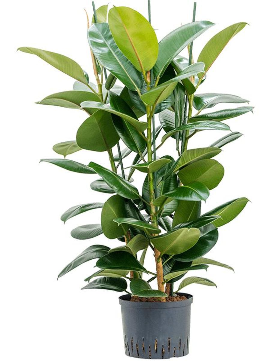 Ficus elastica 'Robusta' — Plant Wholesale FlorAccess