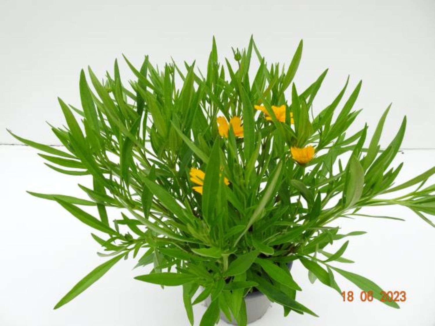 Coreopsis 'Limoncello' — Plant Wholesale FlorAccess