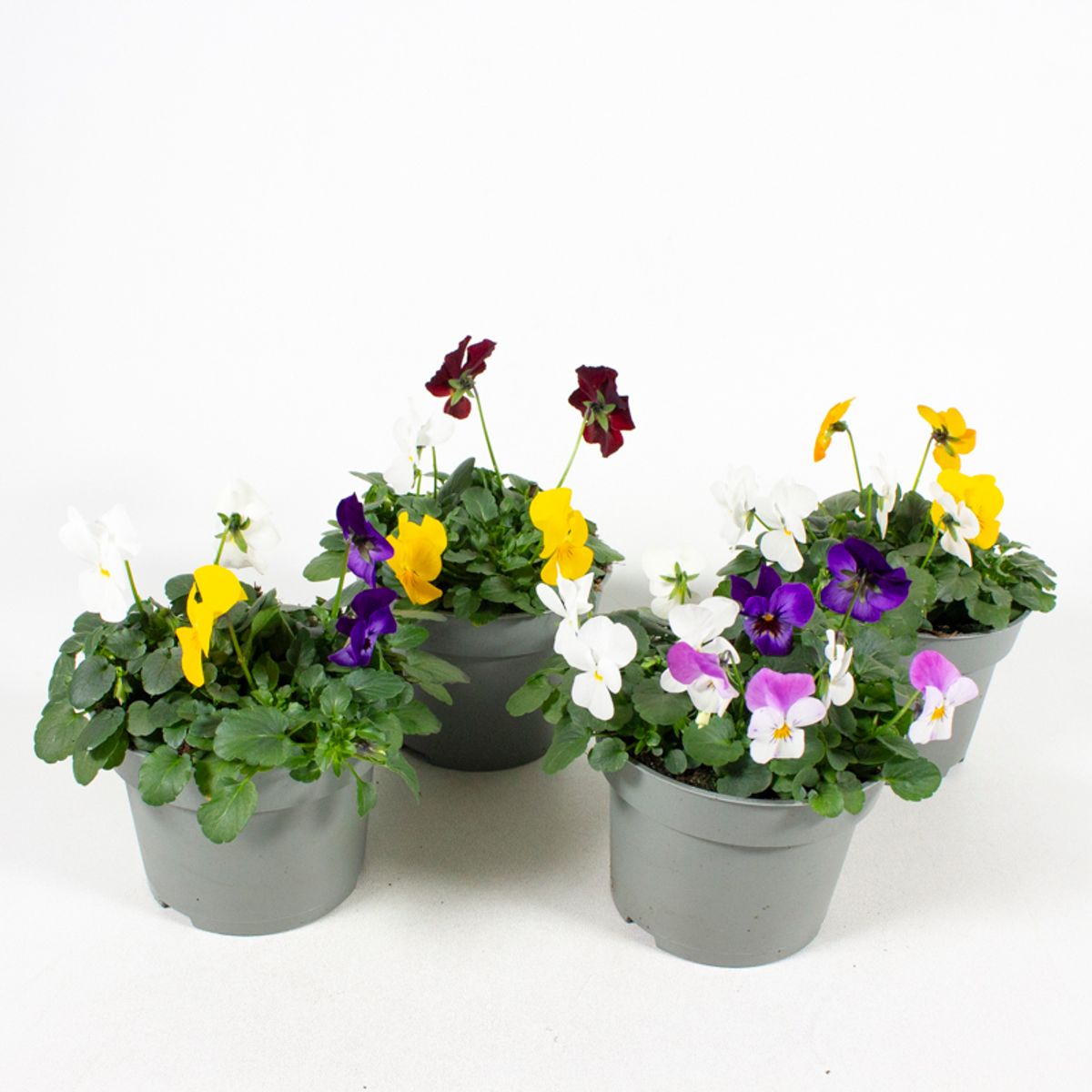 Viola CORNUTA MIX IN POT — Plant Wholesale FlorAccess