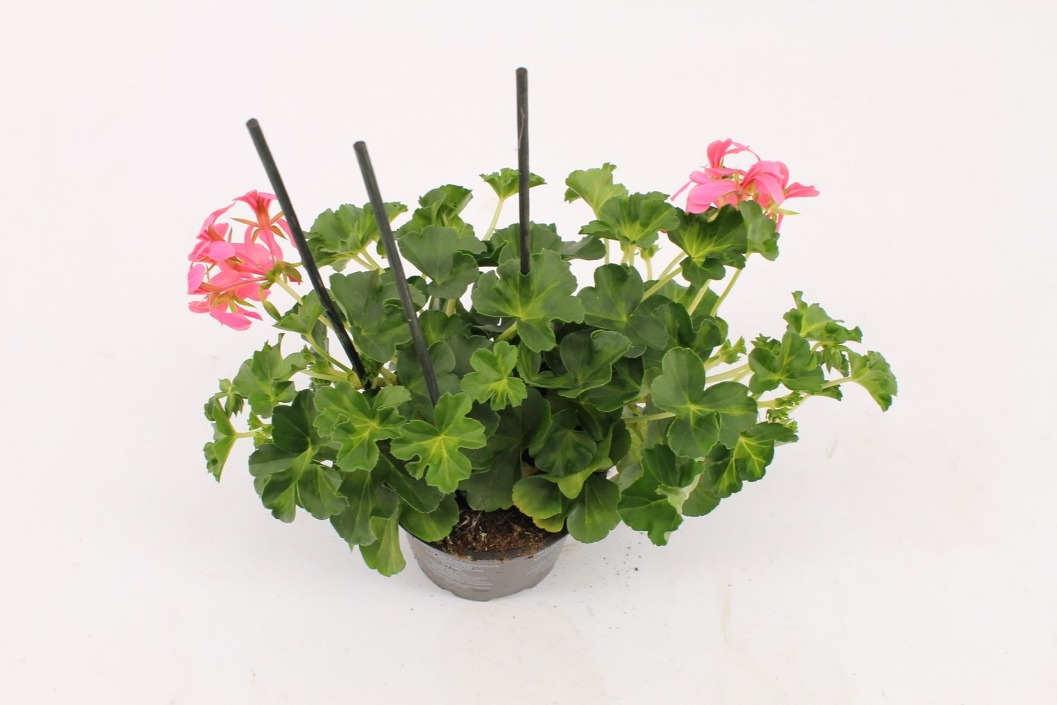 Pelargonium 'Decora Rose' — Plant Wholesale FlorAccess