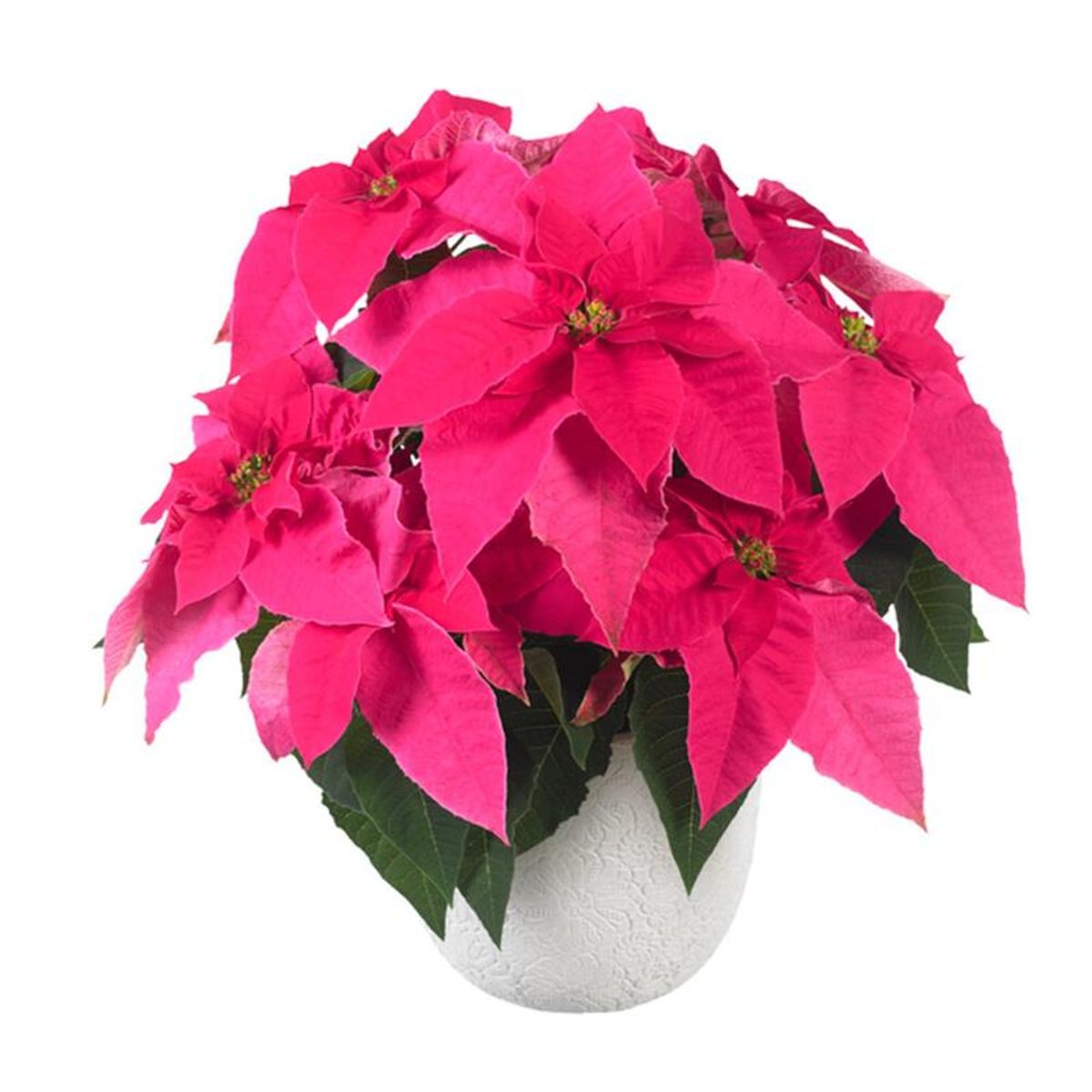 Euphorbia pulcherrima PRINCETTIA HOT PINK — Plant Wholesale FlorAccess