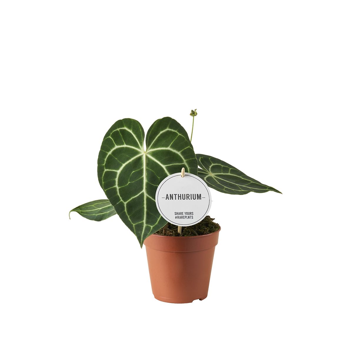 Anthurium clarinervium — Plant Wholesale FlorAccess