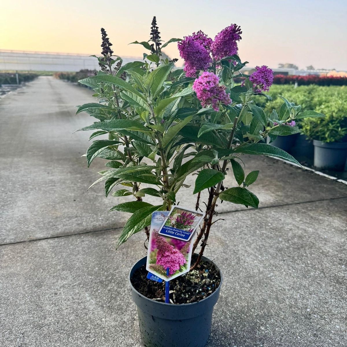 Buddleja davidii BUTTERFLY CANDY LITTLE CERISE — Grossiste en Plantes ...