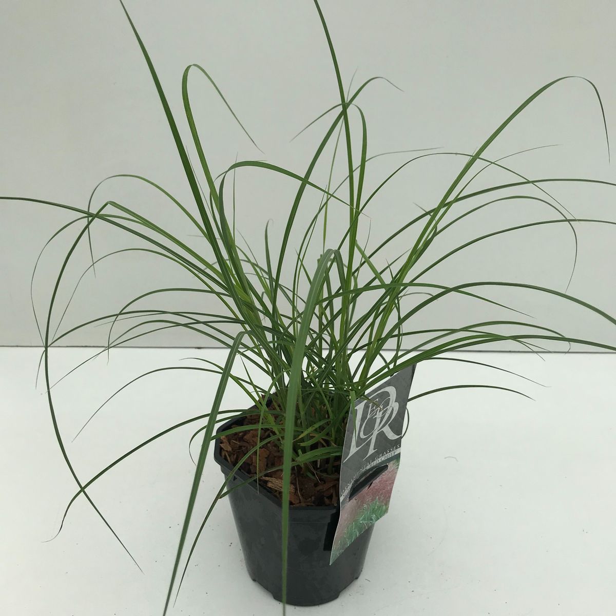 Miscanthus sinensis 'Red Chief' — Plant Wholesale FlorAccess