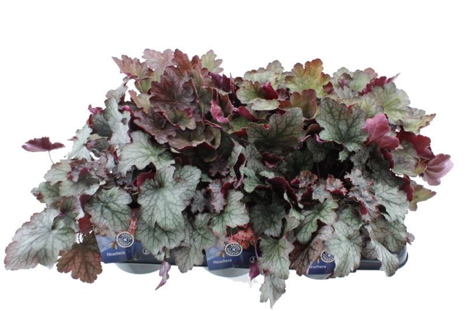Heuchera MIX — Plant Wholesale FlorAccess