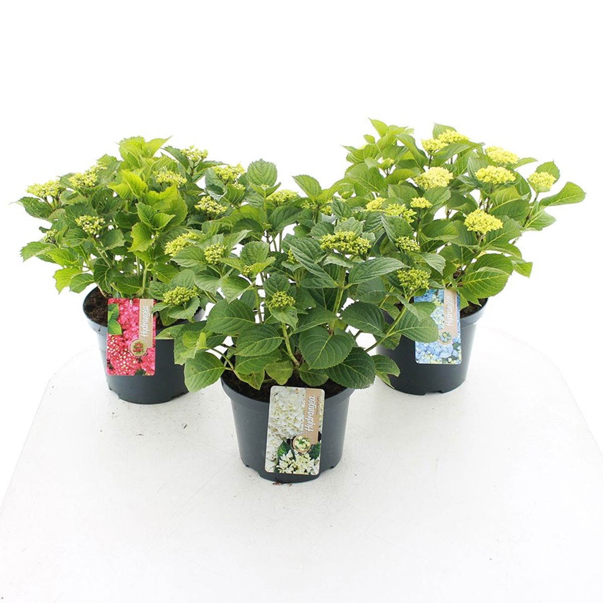 Hydrangea macrophylla MIX — Toptan Bitki Satışı FlorAccess