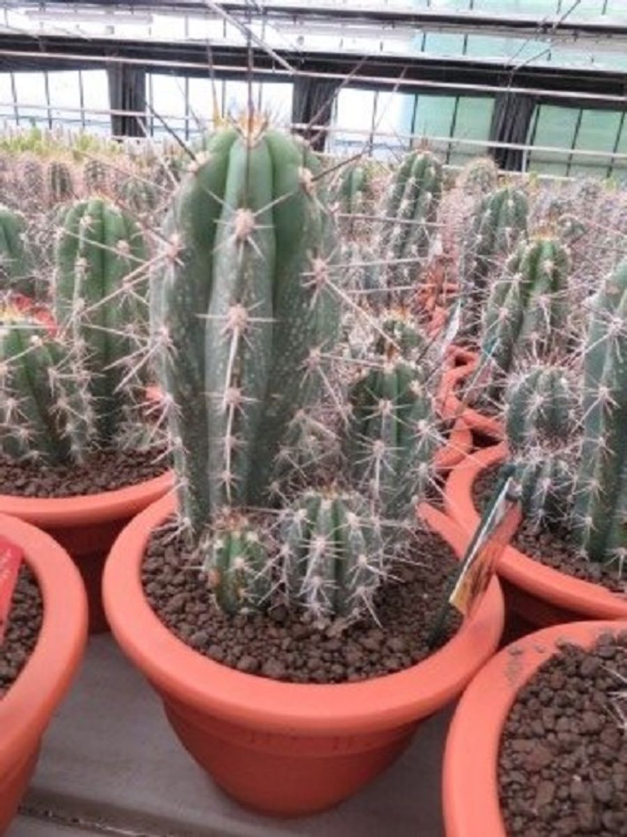 Stetsonia coryne — Plant Wholesale FlorAccess