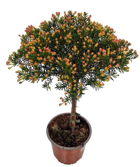 Chamelaucium 'Maya' — Plant Wholesale FlorAccess