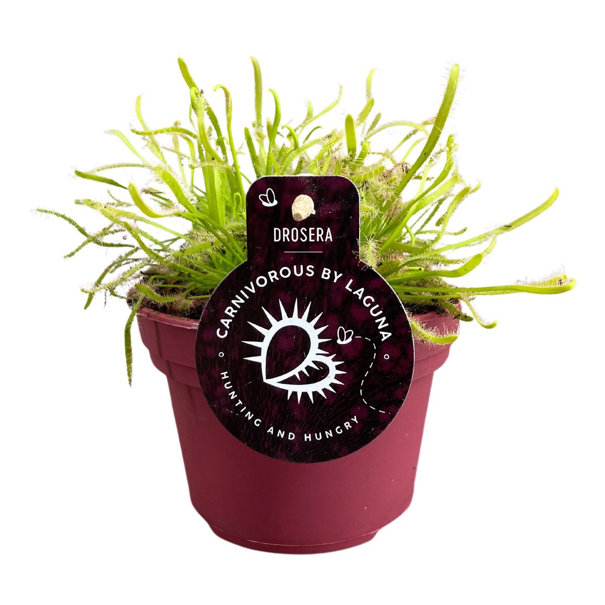 Drosera capensis — Plant Wholesale FlorAccess