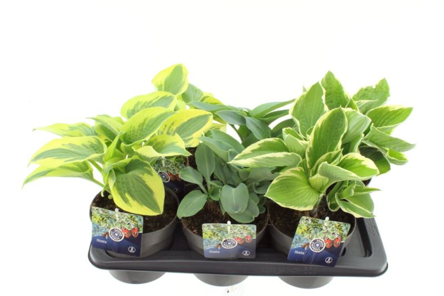 Hosta MIX — Plant Wholesale FlorAccess