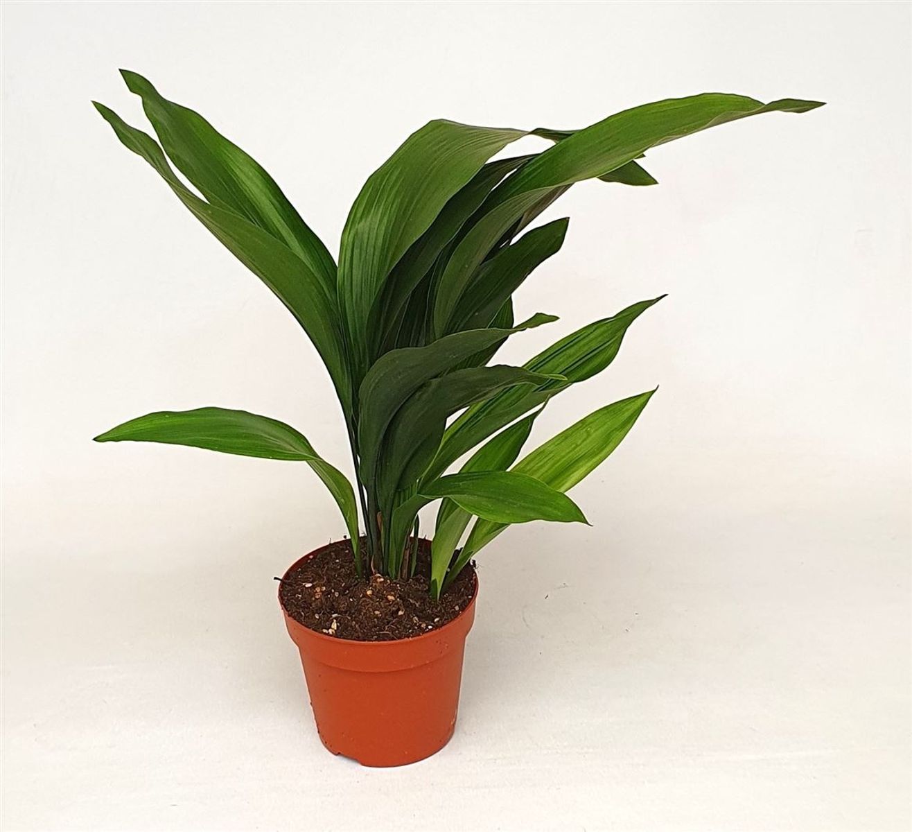 Aspidistra elatior — Plant Wholesale FlorAccess
