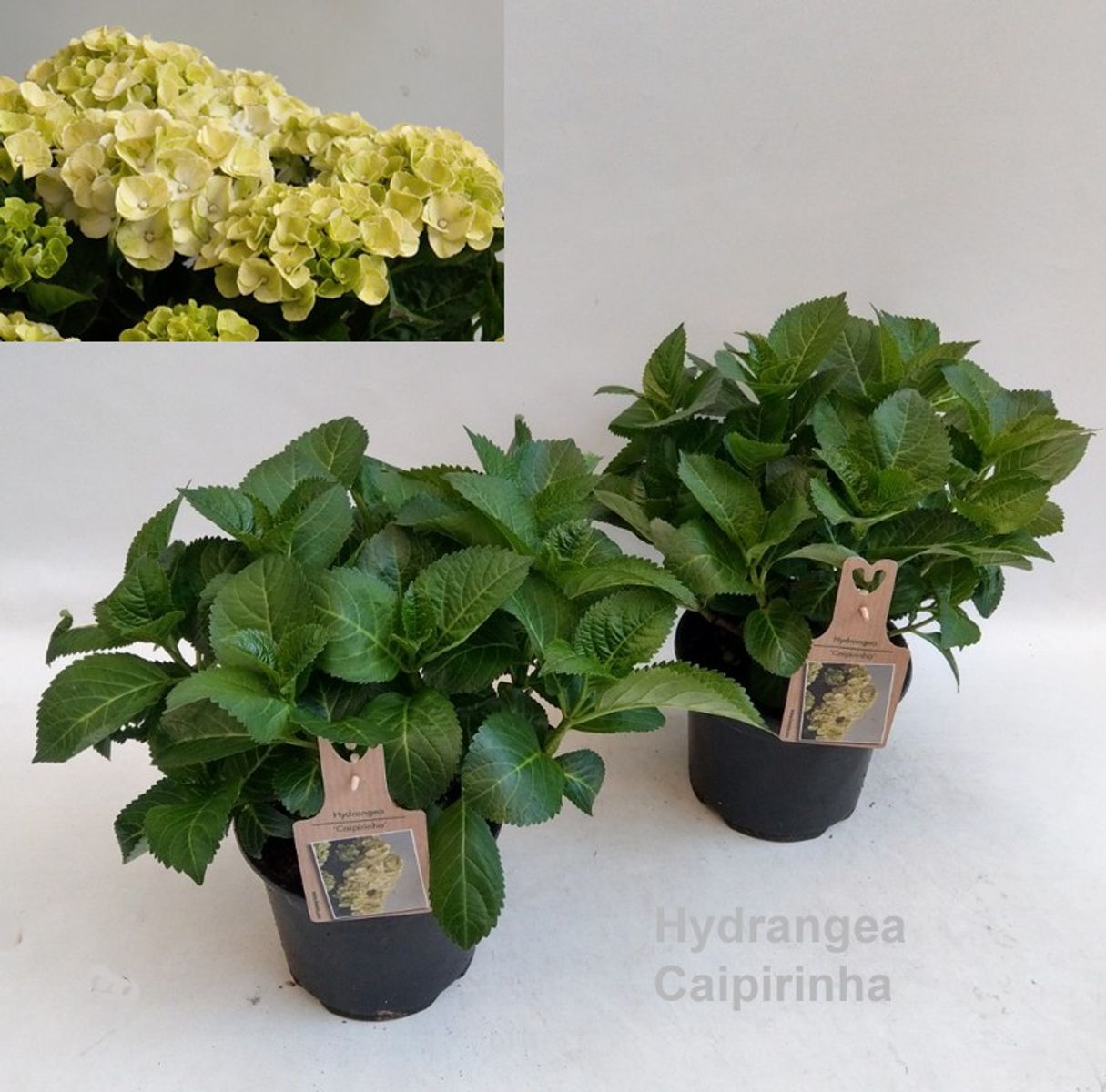 Hydrangea macrophylla CAIPIRINHA — Plant Wholesale FlorAccess