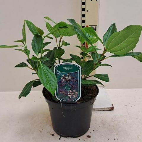 Viburnum davidii — Plant Wholesale FlorAccess