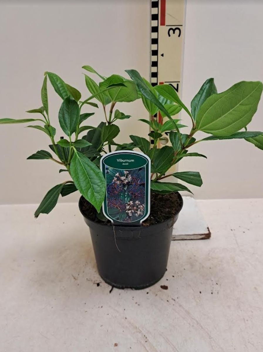 Viburnum davidii — Plant Wholesale FlorAccess