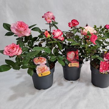 Rosa MIX — Plant Wholesale FlorAccess