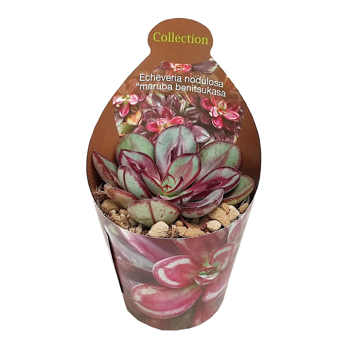 Echeveria nodulosa 'Maruba Beni-tsukasa' — Plant Wholesale FlorAccess