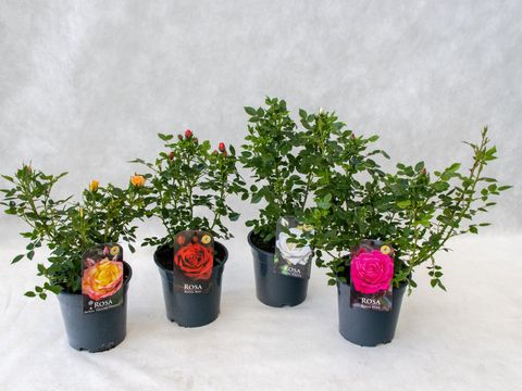 Rosa MIX — Plant Wholesale FlorAccess