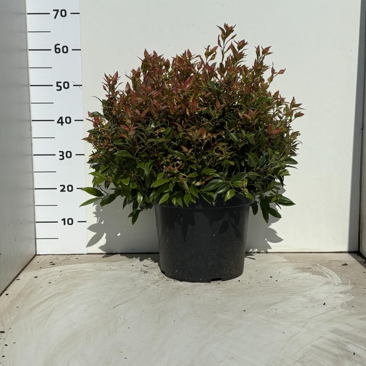 Leucothoe 'Zeblid' — Plant Wholesale FlorAccess