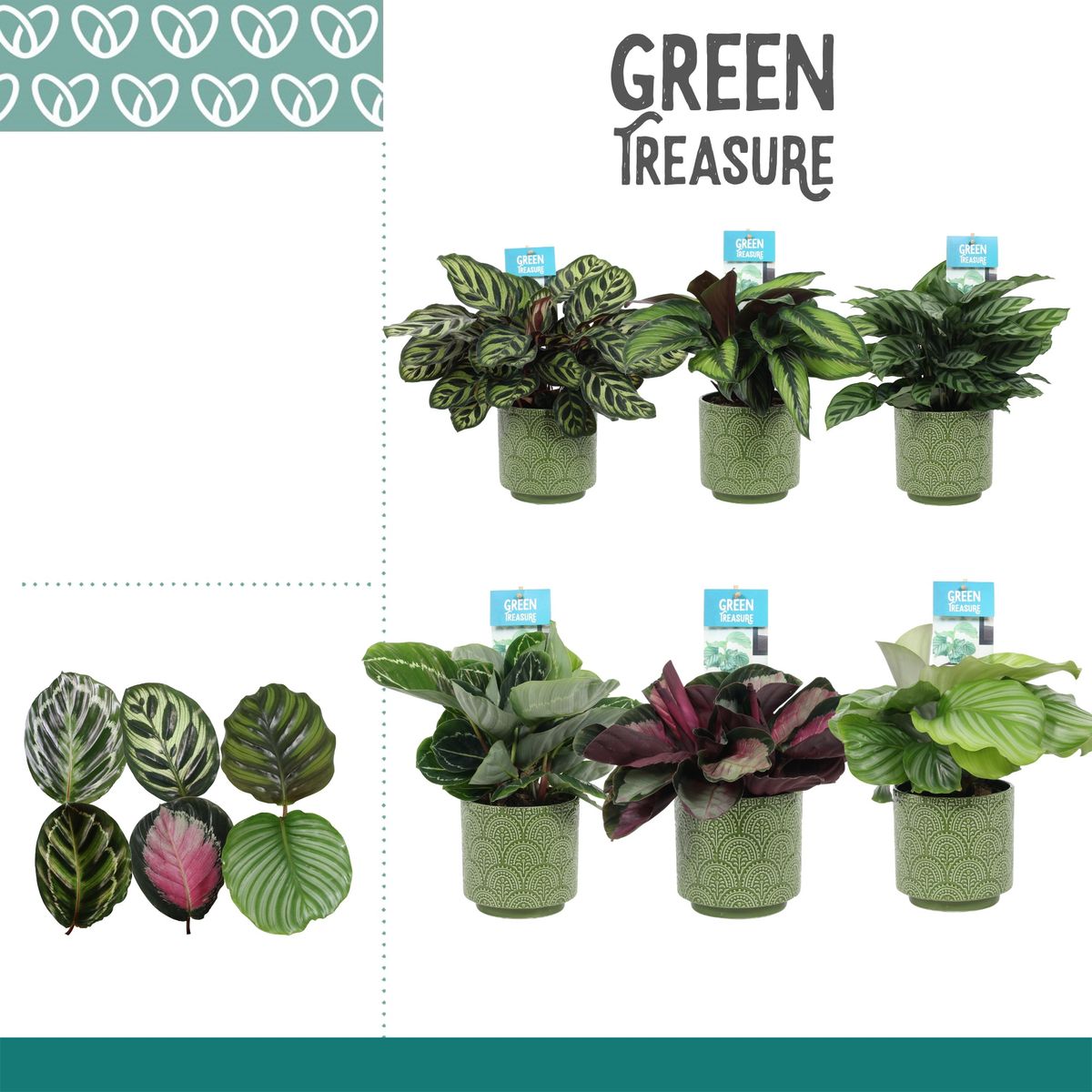 Calathea MIX — Plant Wholesale FlorAccess