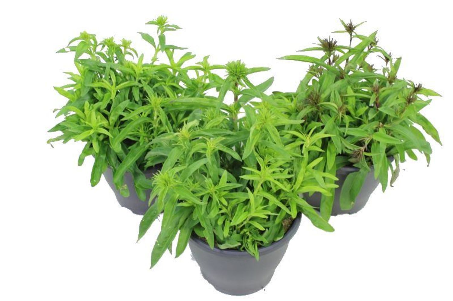 Dianthus barbatus DASH MIX — Plant Wholesale FlorAccess