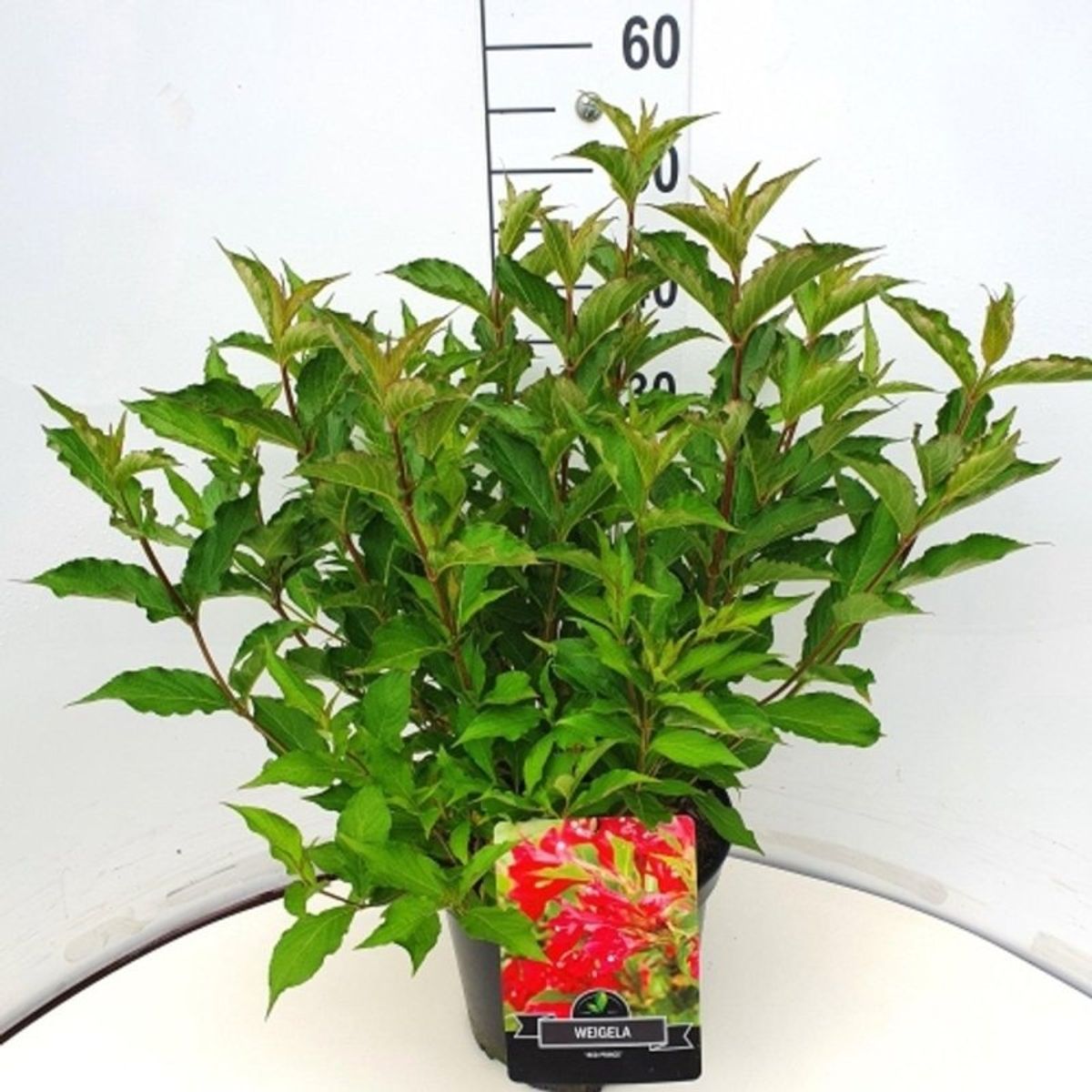 Weigela 'Red Prince' — Plant Wholesale FlorAccess