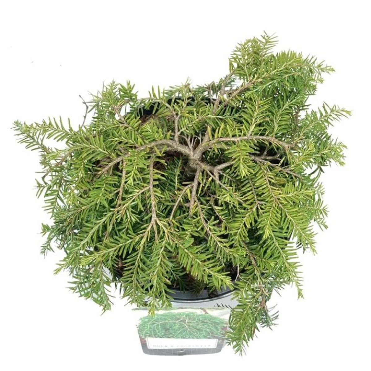 Tsuga canadensis 'Cole's Prostrate' — Plant Wholesale FlorAccess