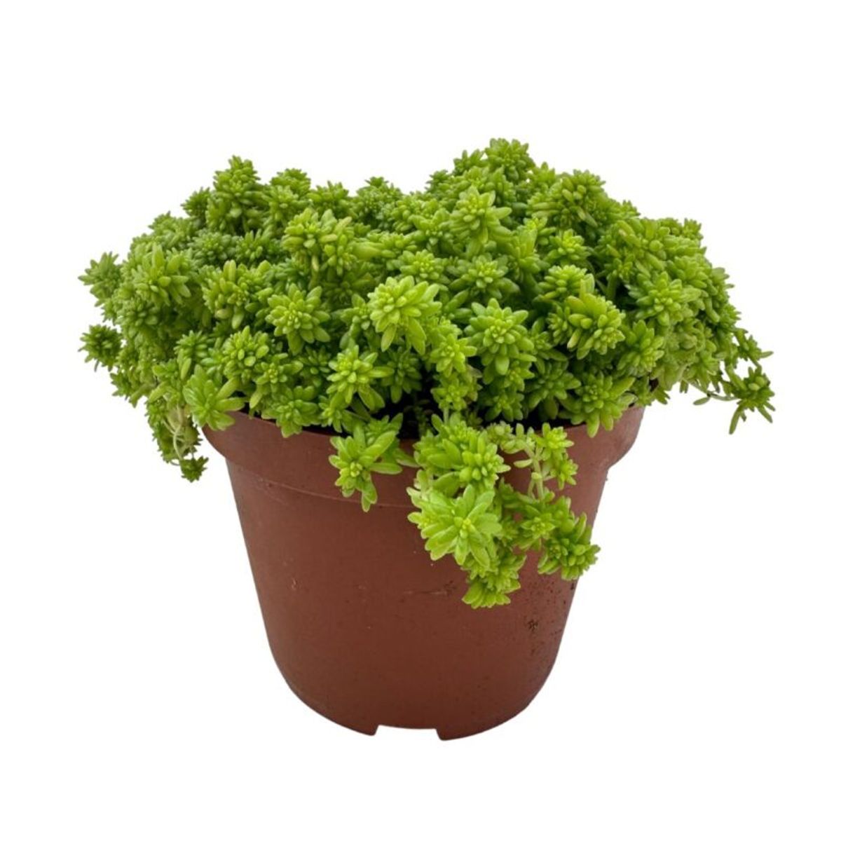 Sedum japonicum 'Tokyo Sun' — Plant Wholesale FlorAccess