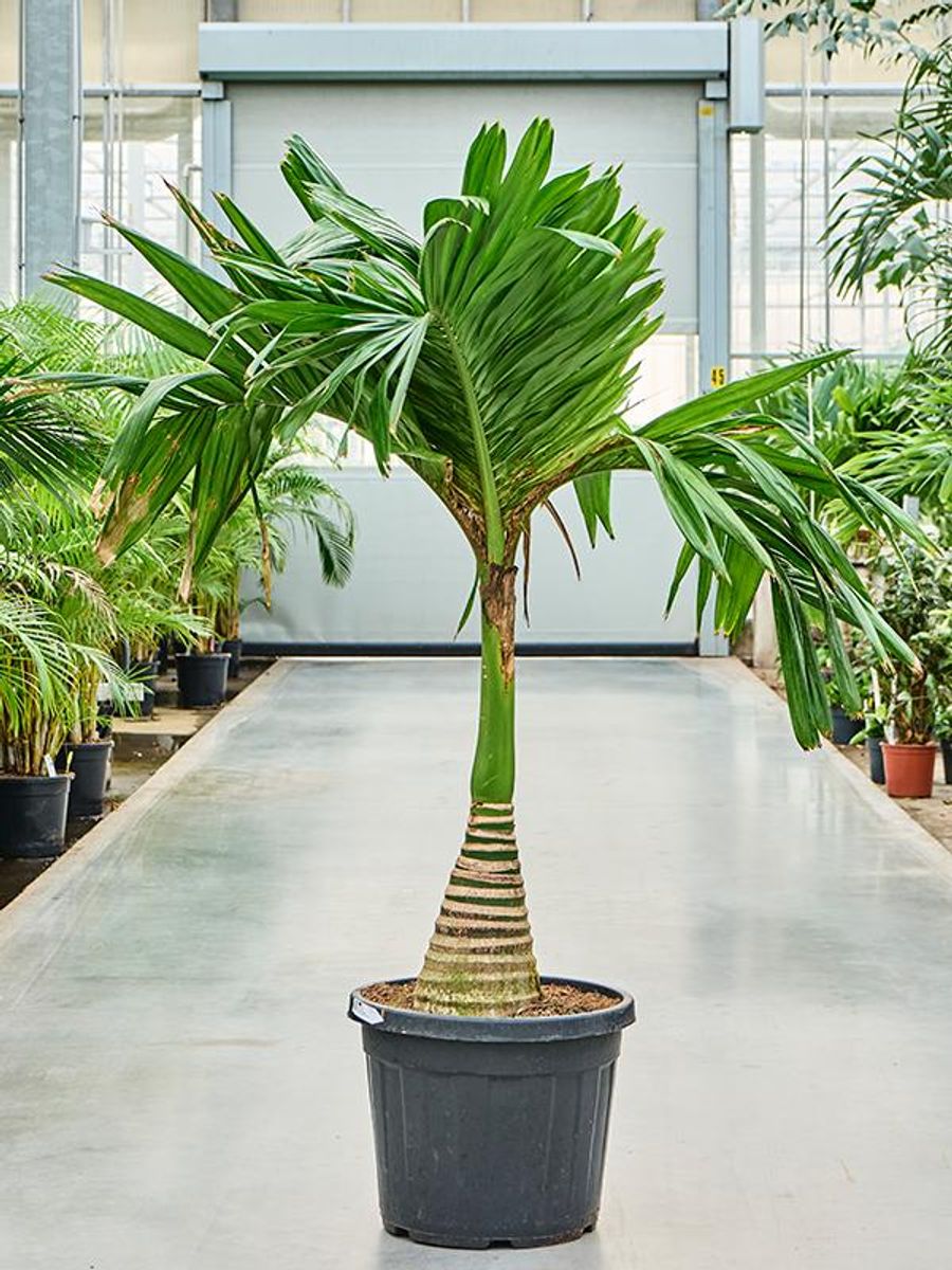 Areca catechu — Plant Wholesale FlorAccess