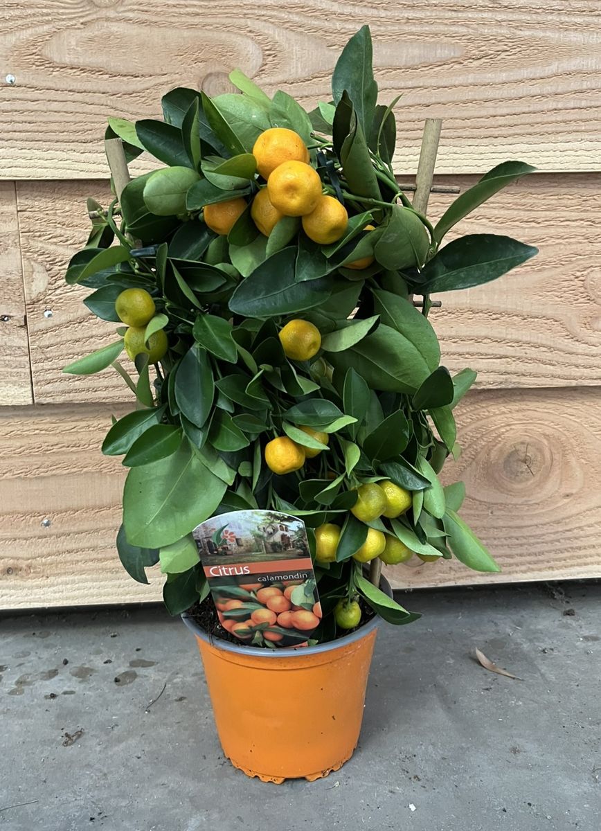 Citrus x microcarpa — Plant Wholesale FlorAccess