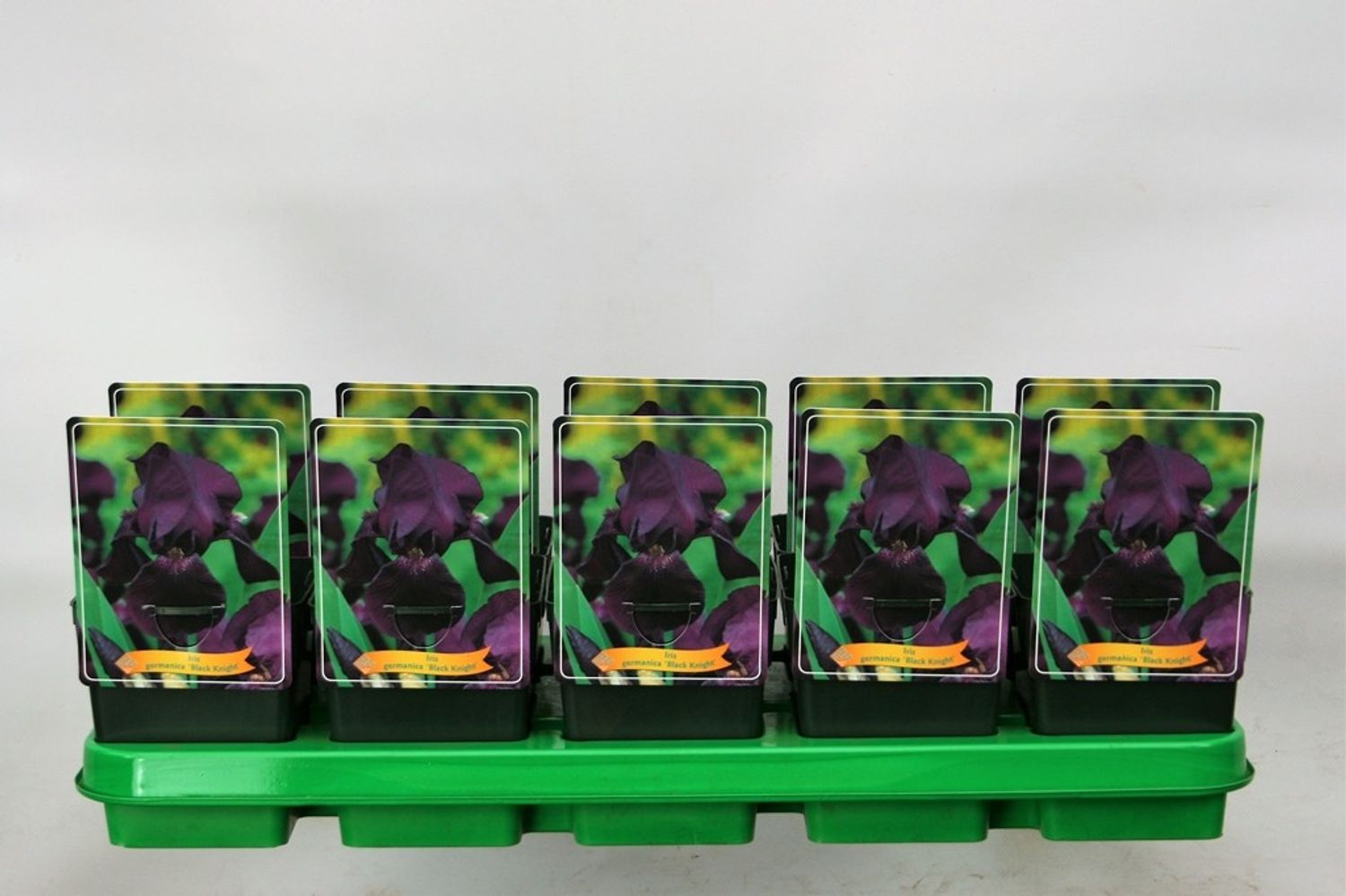 Iris 'Black Knight' — Plant Wholesale FlorAccess