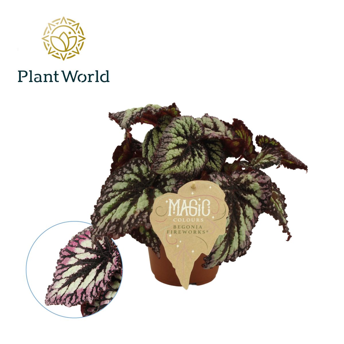 Begonia 'Fireworks' — Mayorista de plantas FlorAccess