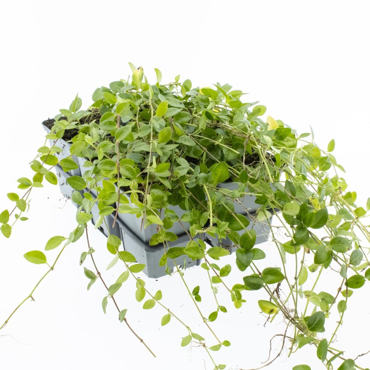 Vinca minor — Plant Wholesale FlorAccess