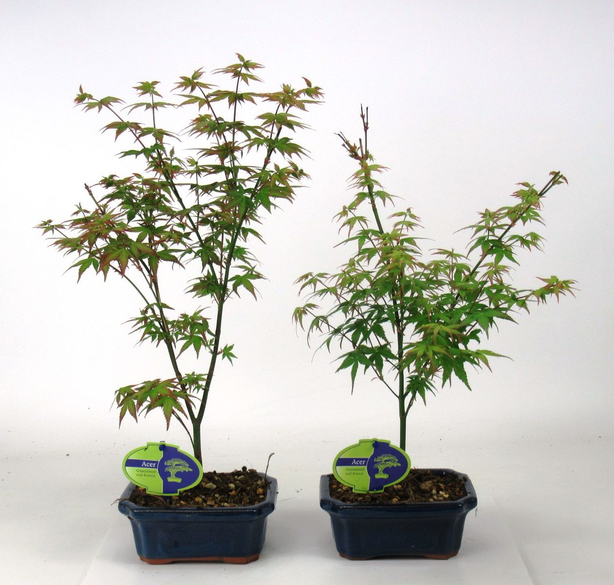 Acer palmatum 'Little Princess' — Plant Wholesale FlorAccess