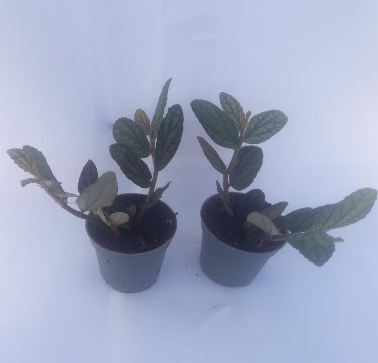 Pellionia pulchra — Plant Wholesale FlorAccess