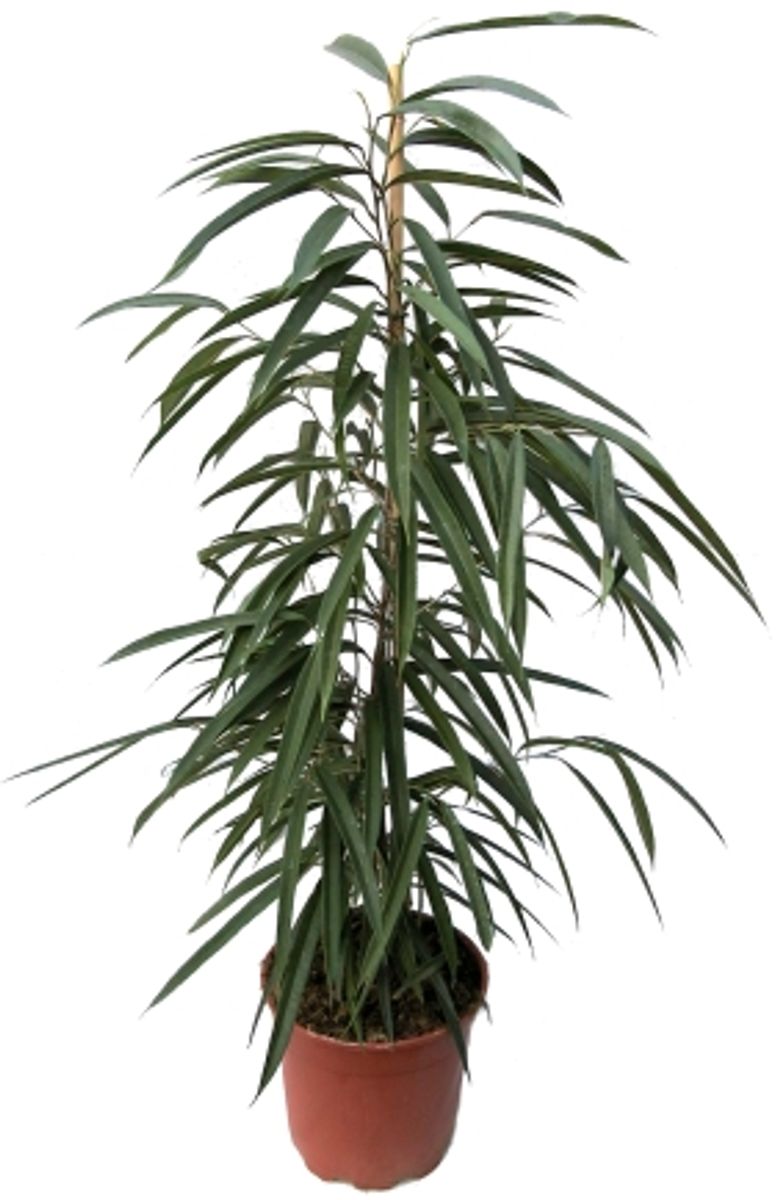 Ficus binnendijkii 'Alii' — Plant Wholesale FlorAccess