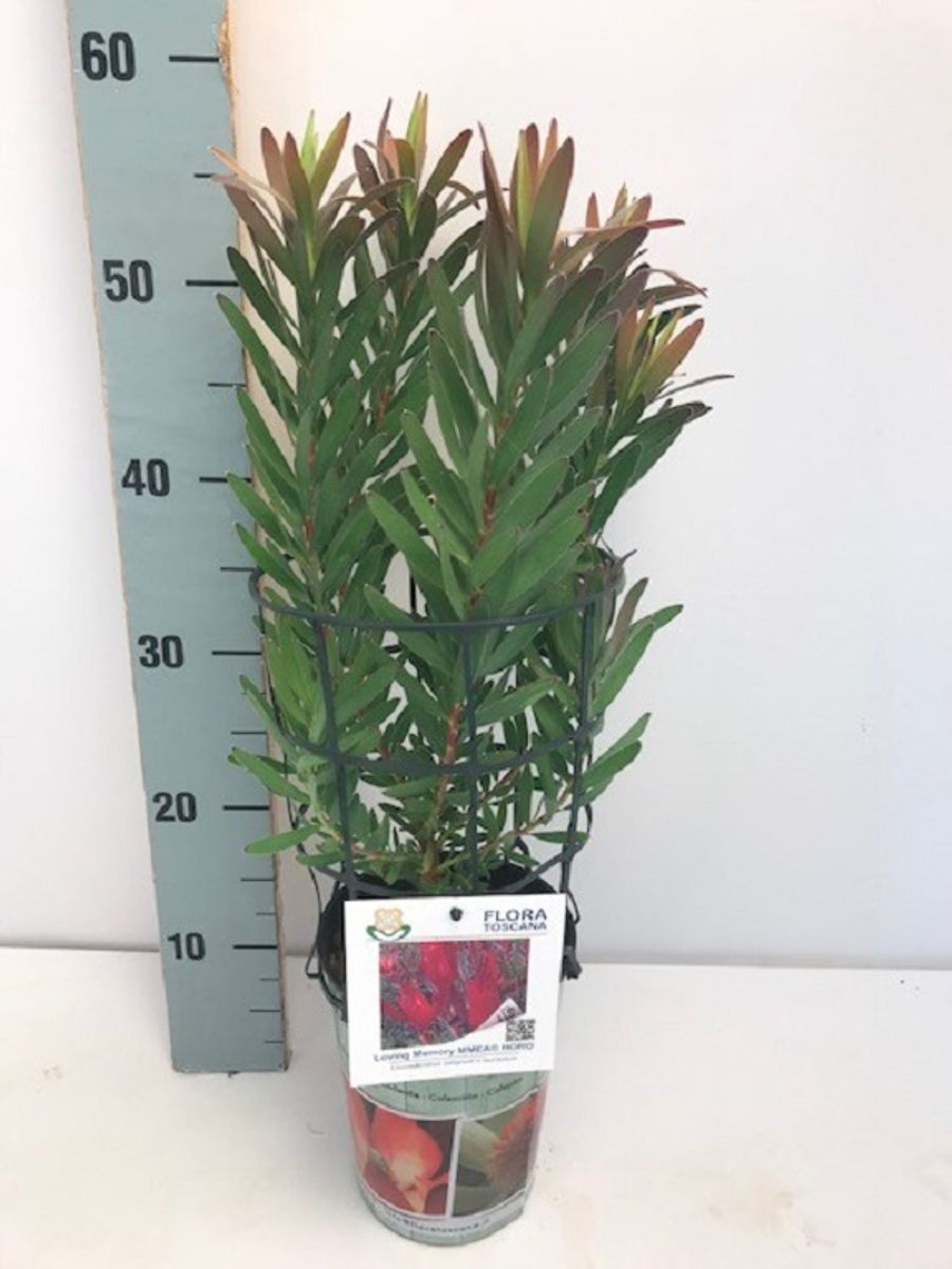 Leucadendron 'Loving Memory' — Plant Wholesale FlorAccess