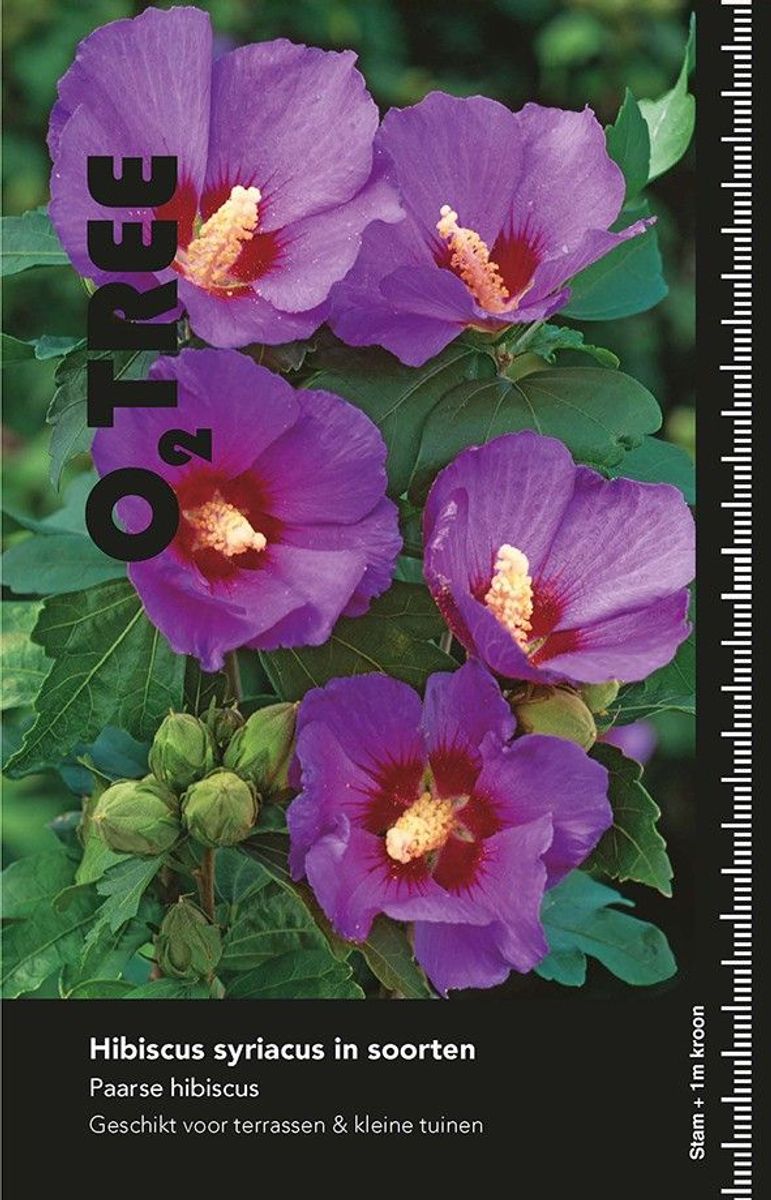 Hibiscus syriacus FLOWER TOWER RUBY — Grossiste en Plantes FlorAccess