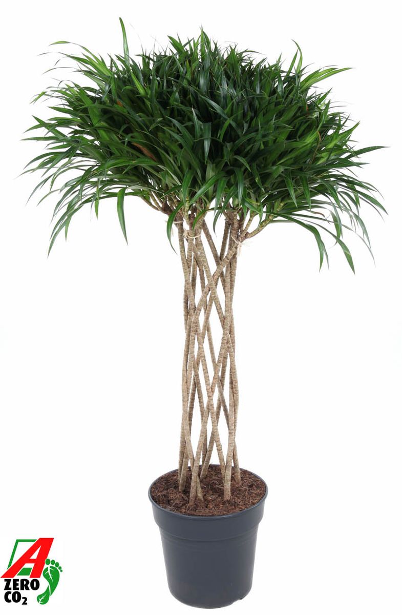 Dracaena reflexa 'Anita Variegata' — Plant Wholesale FlorAccess