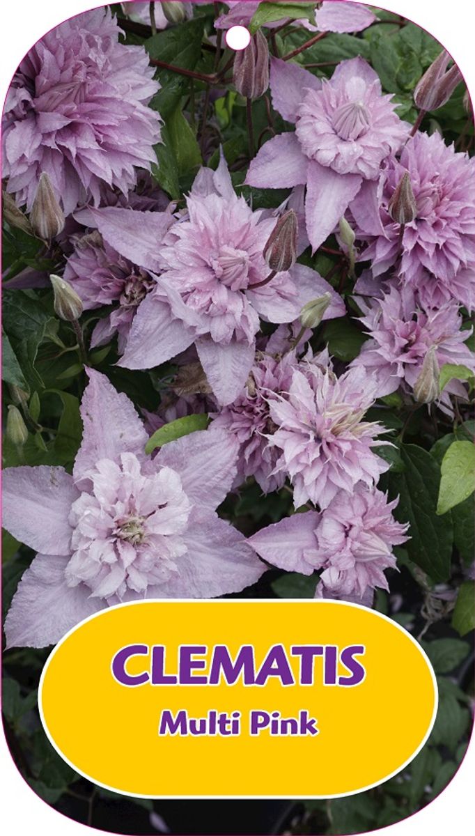Clematis MULTI PINK (LL) — Plant Wholesale FlorAccess