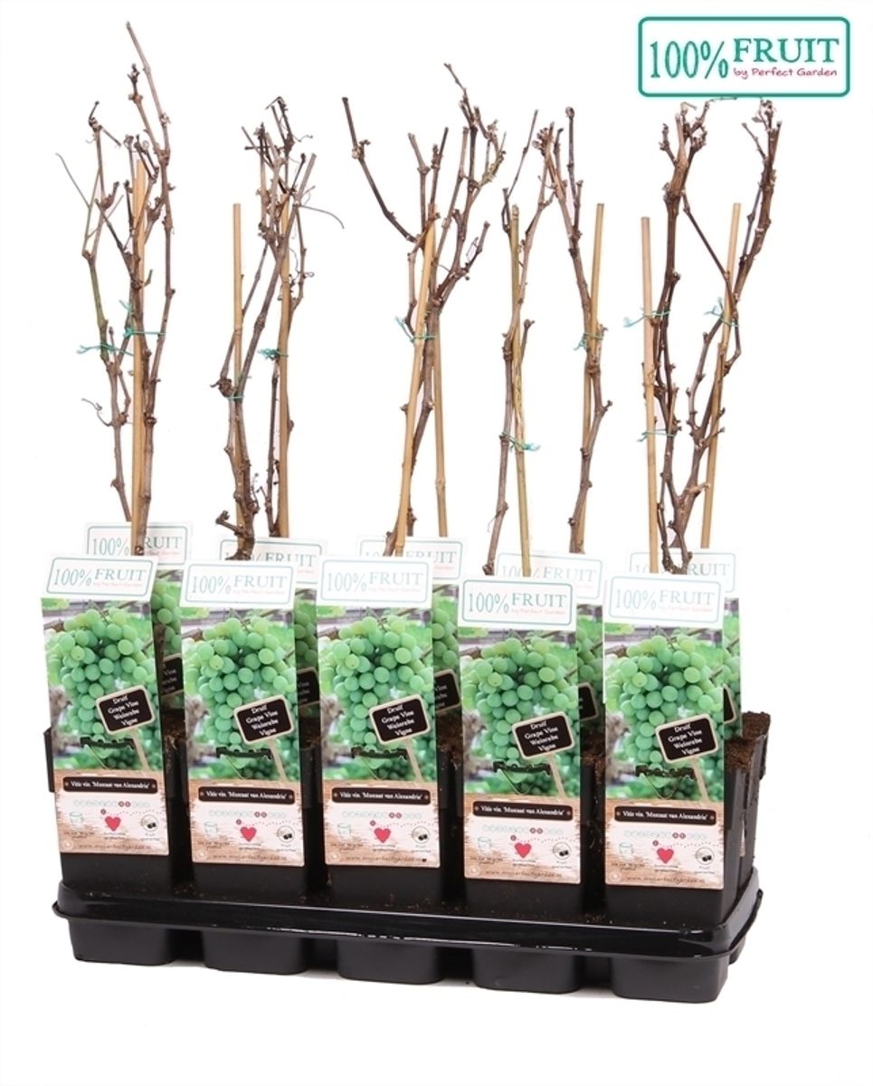 Vitis 'Muscat of Alexandria' — Plant Wholesale FlorAccess